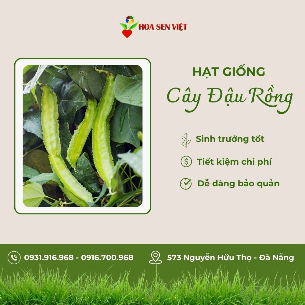 Hạt giống đậu rồng