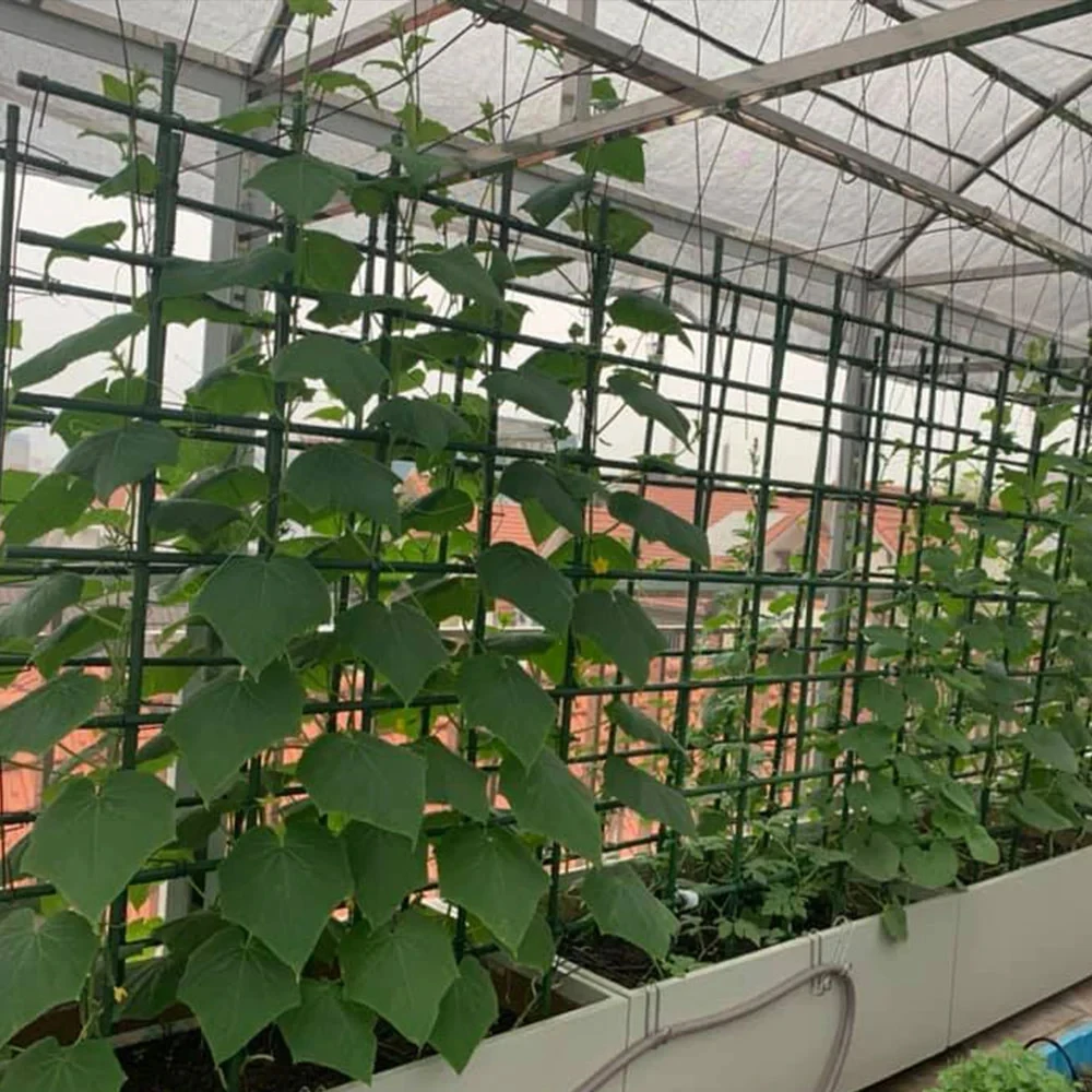 Que cắm làm giàn leo - 150x1.6cm