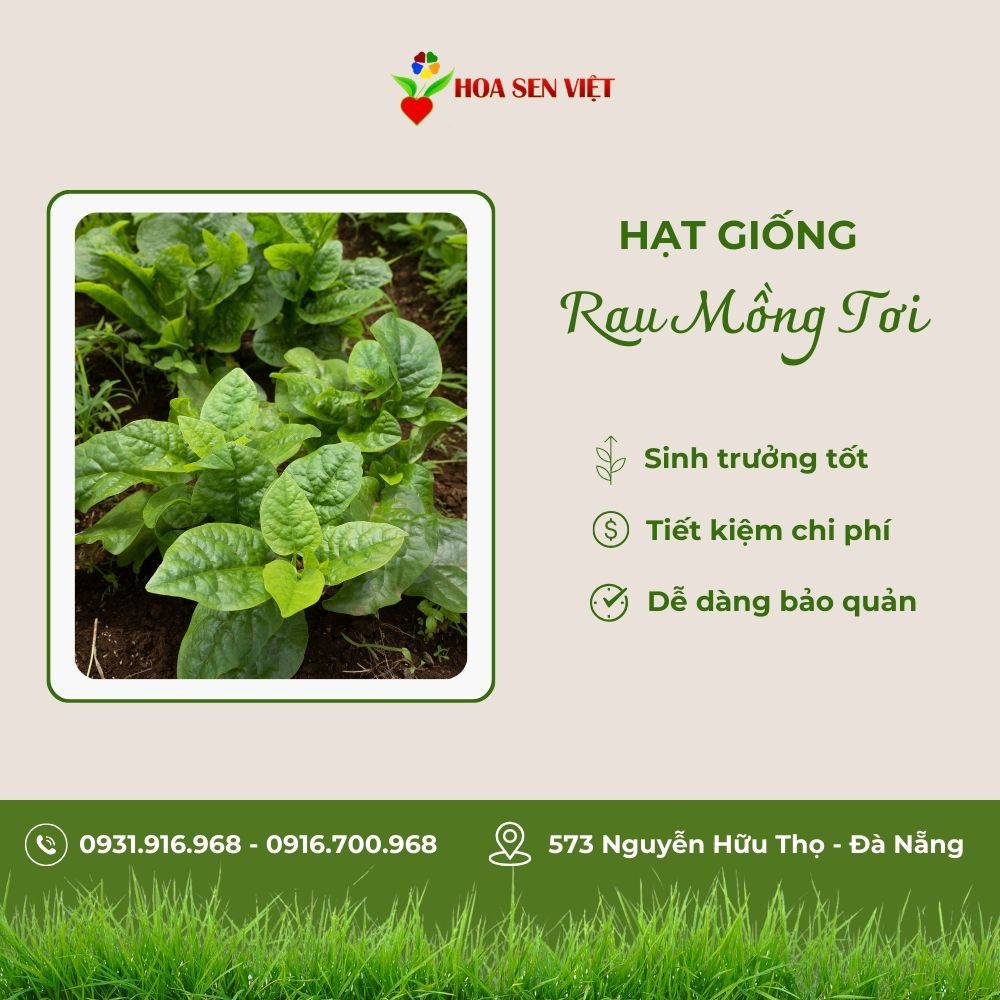 Hạt giống mồng tơi lá trầu