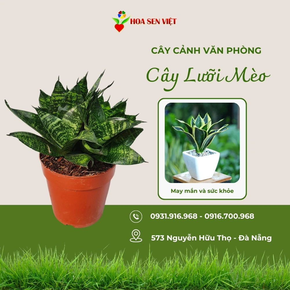 Cây lưỡi mèo - Giá bán, cách trồng và chăm sóc cây lưỡi mèo