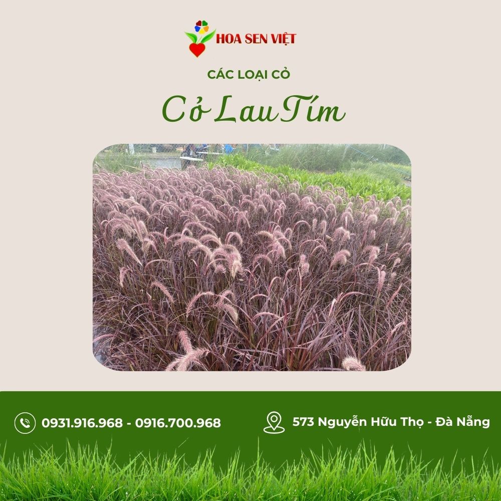 Cỏ lau tím
