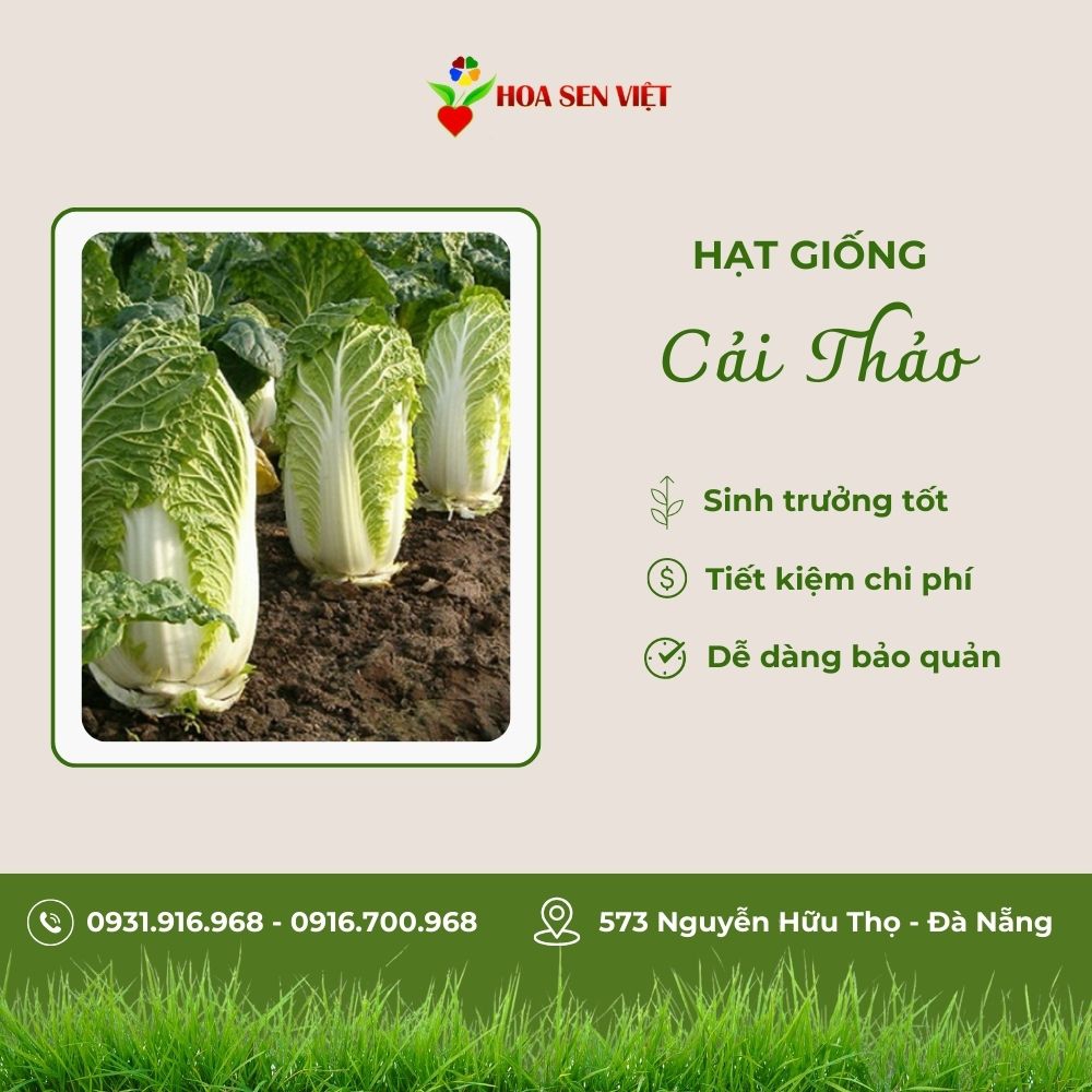 Hạt giống cải thảo