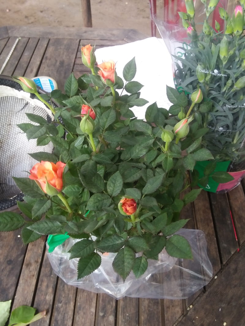 Hoa Hồng Đà Nẵng